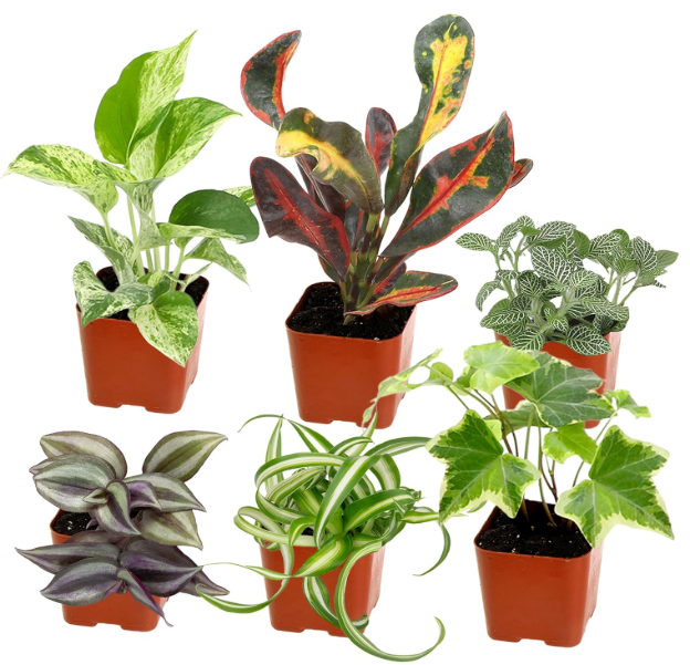 Houseplants 6 Pack – Leafy Ladder