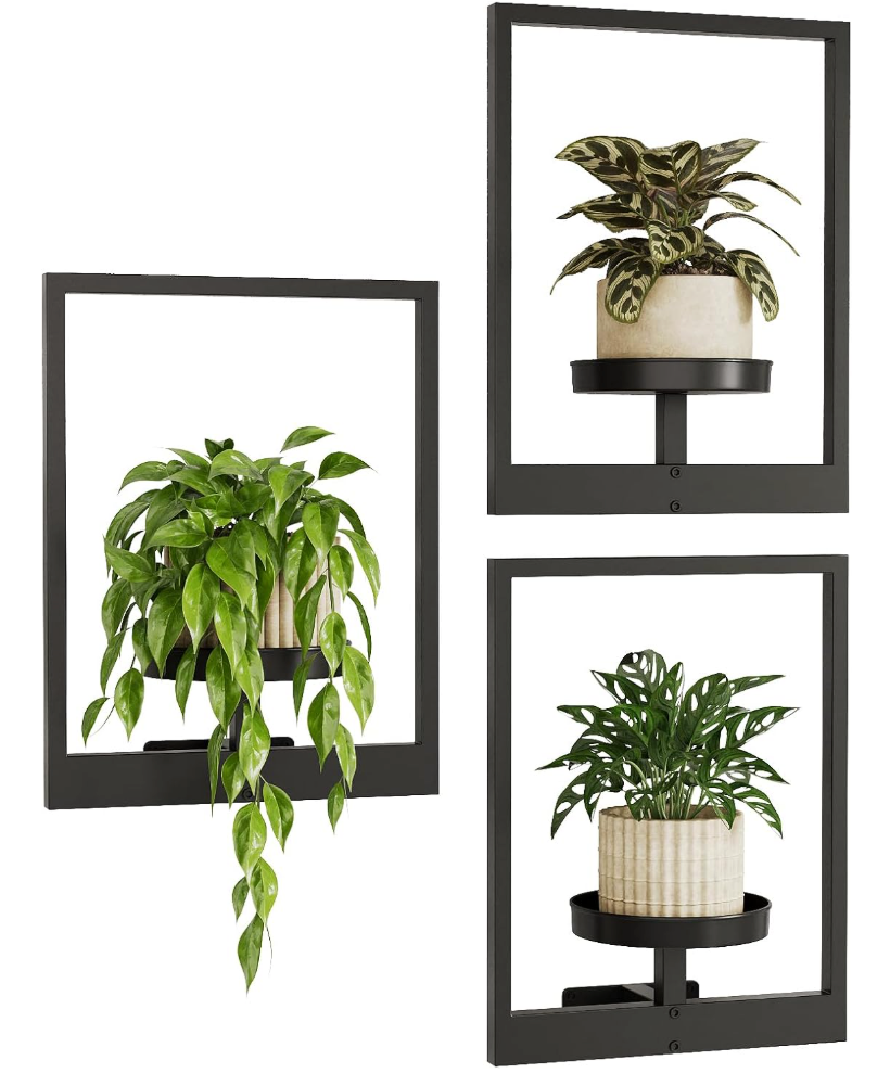 The Framed Flora Wall Display Set – Leafy Ladder