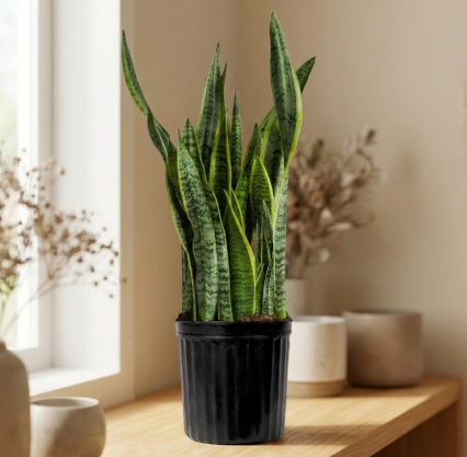 The Verdant Sentinel Snake Plant – Leafy Ladder